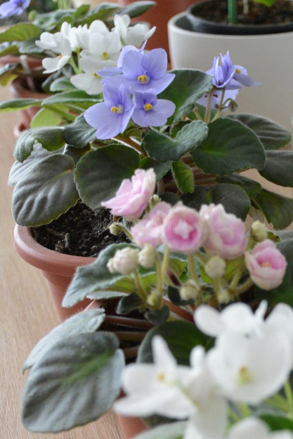 Collection of Flowering African Violets Stock Photo - Image of floral ...