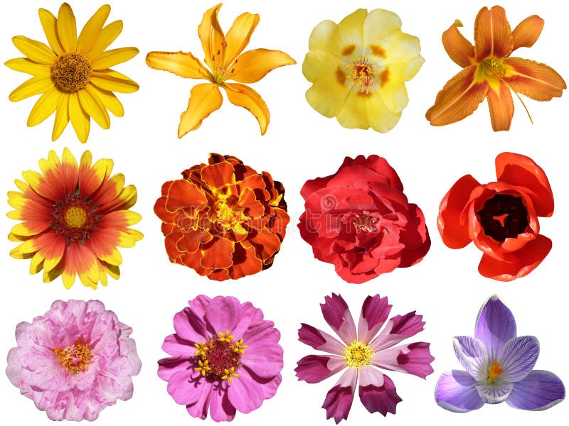 Collection of flowers stock photo. Image of floral, objects - 12790942