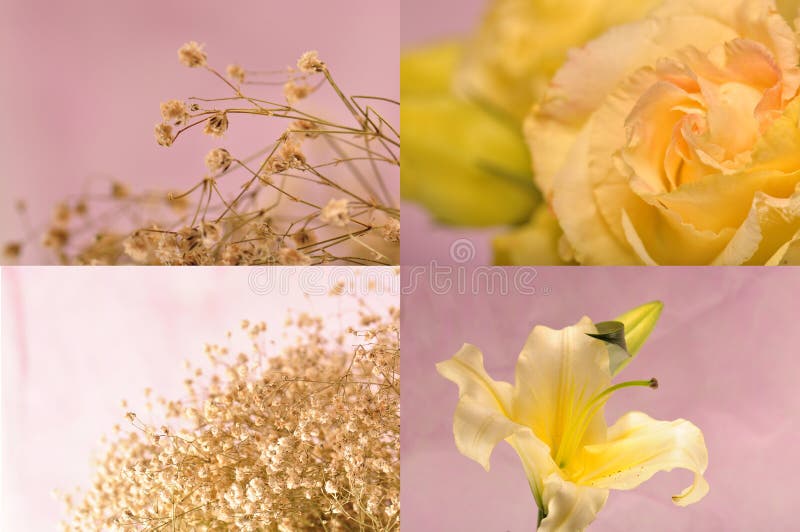 Collection of Flowers stock image. Image of petals, mother - 14059529