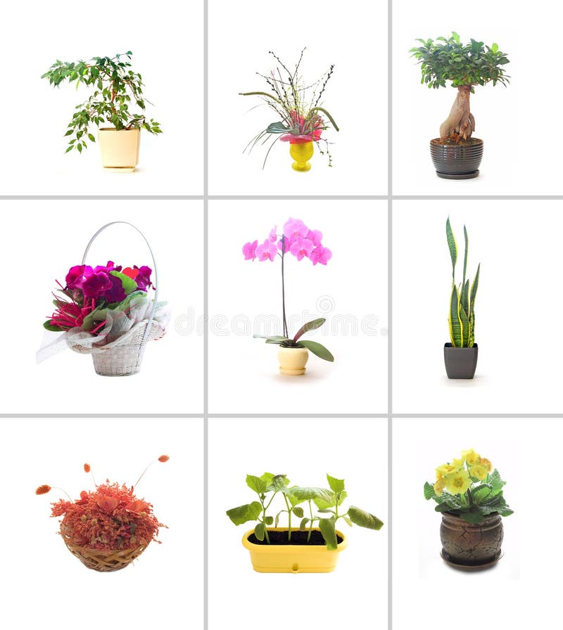 Collection of flowers stock image. Image of flower, pink - 3528799