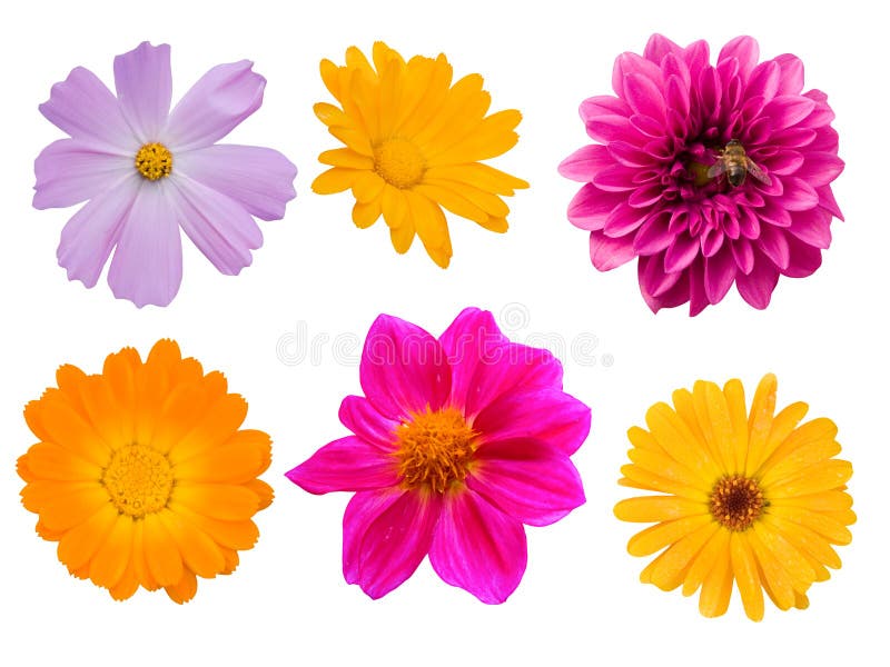 Collection flowers stock image. Image of campanula, heartsease - 30372279