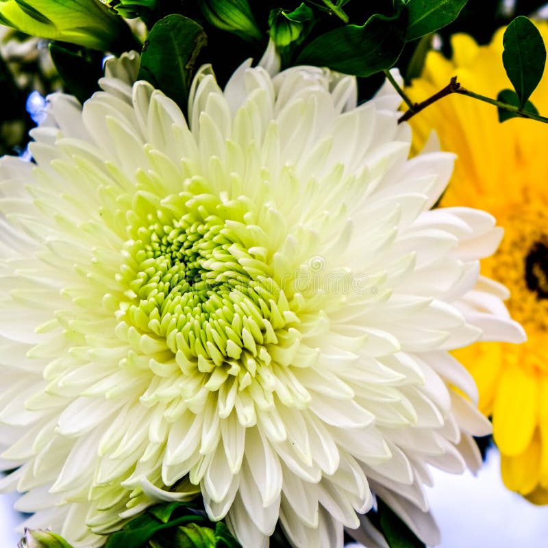 Collection of Flowers in Bloom Stock Photo - Image of close, growth ...