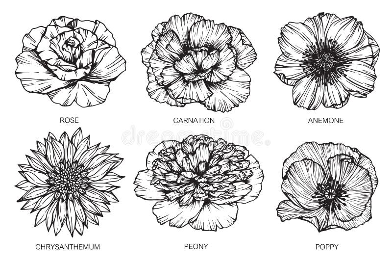 White Carnation Flower Drawing