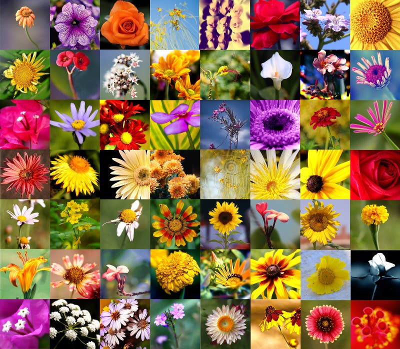 Collection of flowers stock image. Image of decoration - 72628167