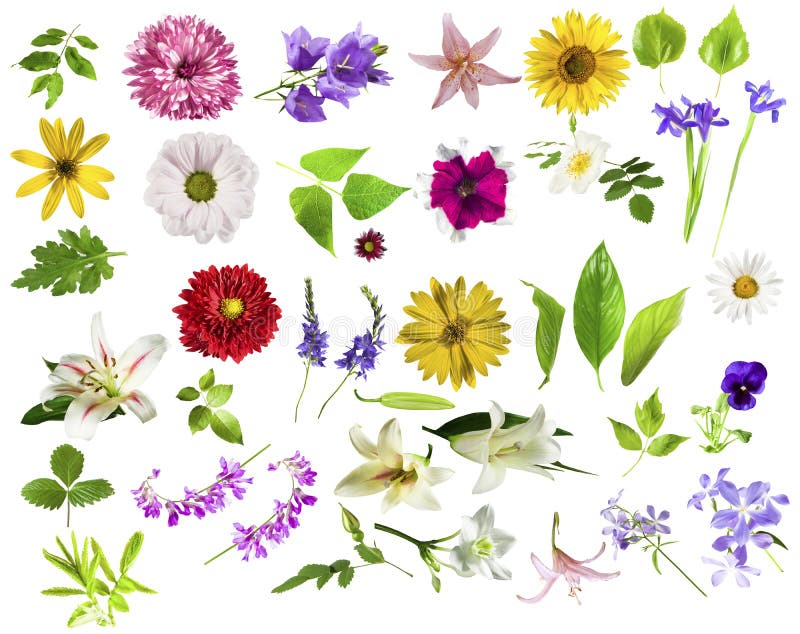 Collection flowers stock image. Image of campanula, heartsease - 30372279