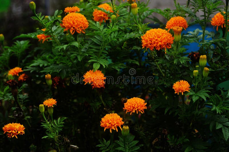A collection of flowers stock photo. Image of collection - 97730050