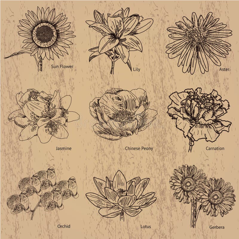 Collection of Flowers. Vector Illustration Decorative Design Stock ...