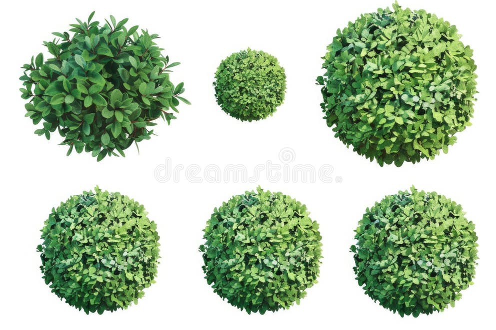 A Collection of Four Different Types of Bushes on Display Stock Image ...