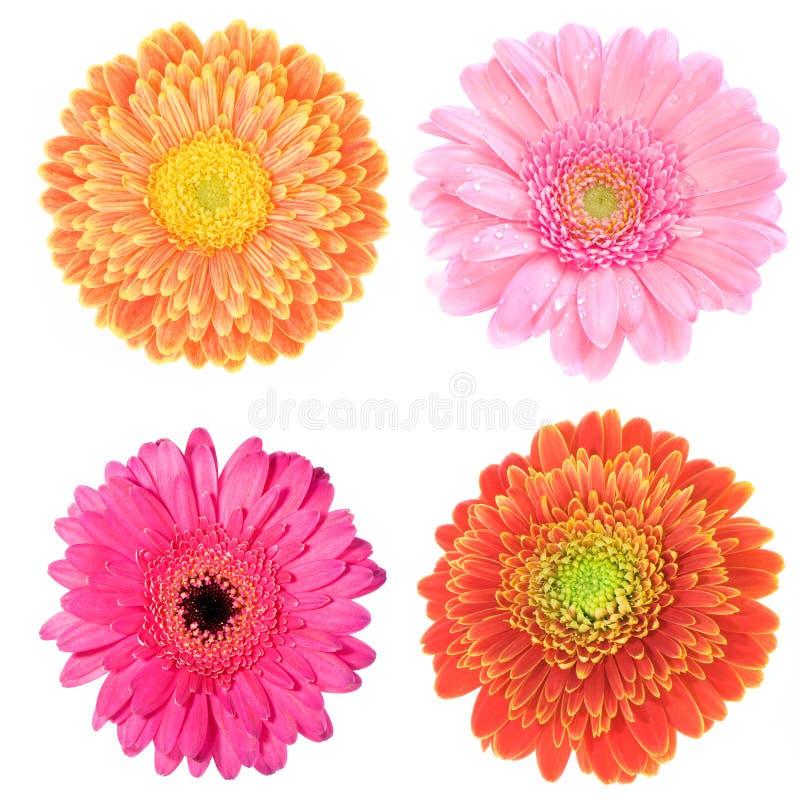 Collection of Four Gerberas Stock Photo - Image of colorful, nature ...