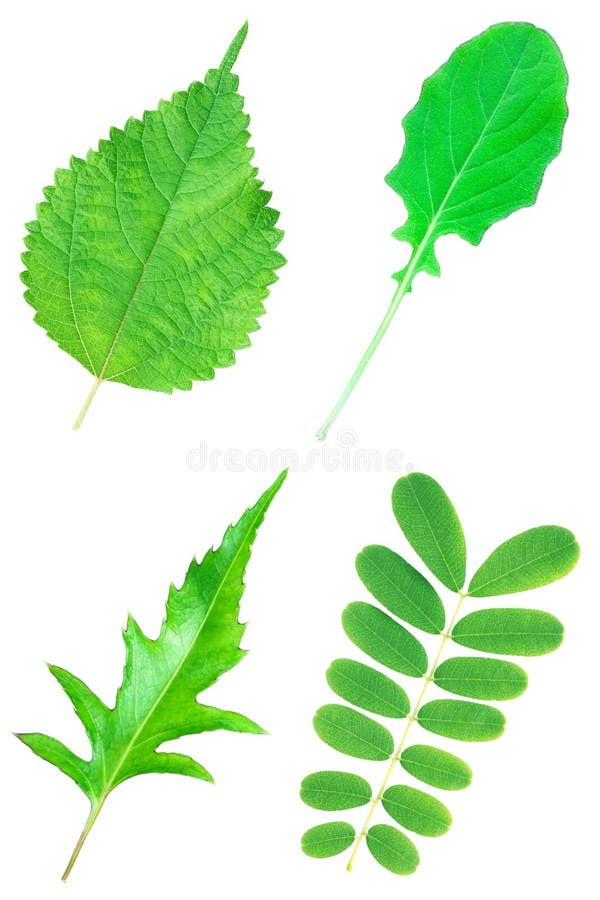 Collection of Four Leaves Isolated on White Stock Image - Image of four ...