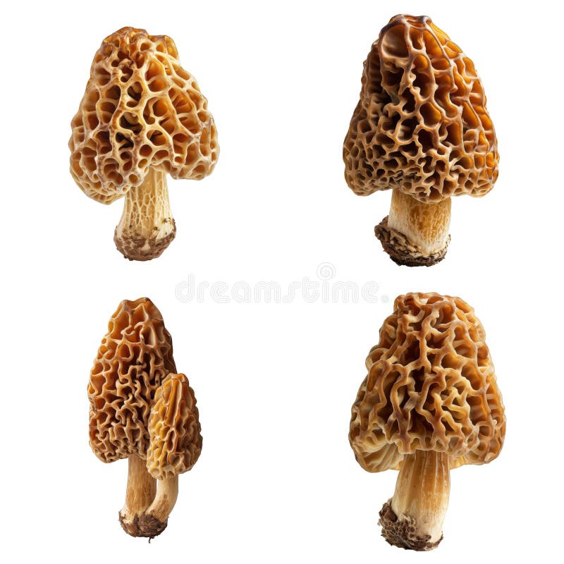 A Collection of Four Morel Mushrooms Stock Image - Illustration of ...