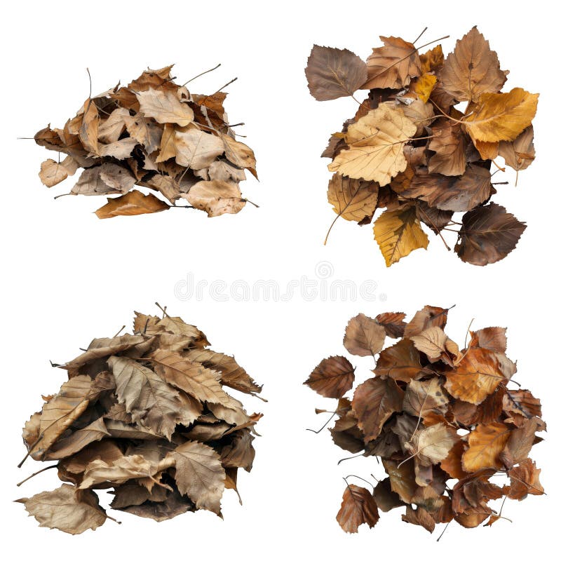 A Collection of Four Piles of Dried Brown Leaves Stock Photo ...