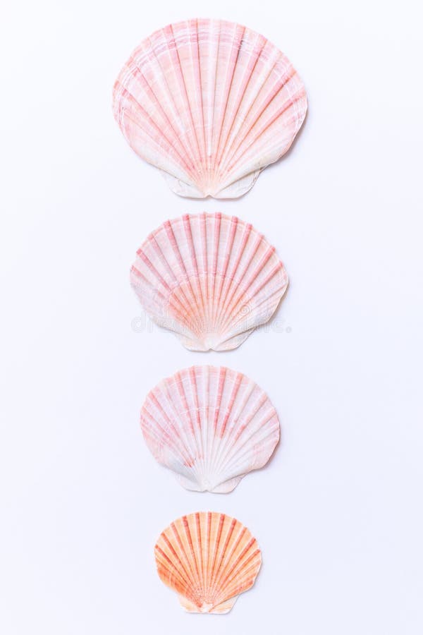 Collection of Four Shells. Scallop in a Row. Isolated on a White ...