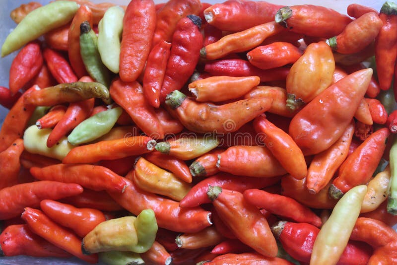 A Collection of Fresh Red Chilies Stock Photo - Image of ingredient ...
