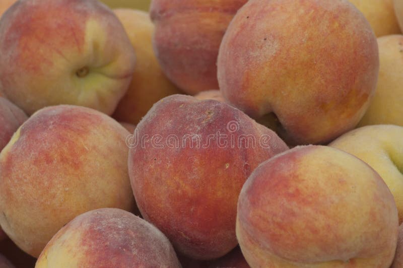 Collection of Fresh Ripe Peach Fruits Stock Image - Image of harvest ...