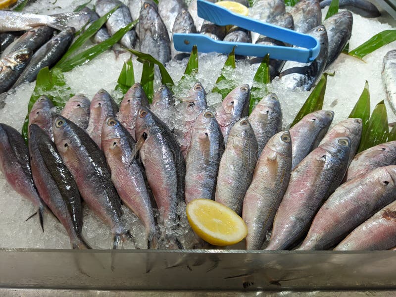 Fresh Sea Fish in an Ice Box Stock Photo - Image of industry, dorado ...