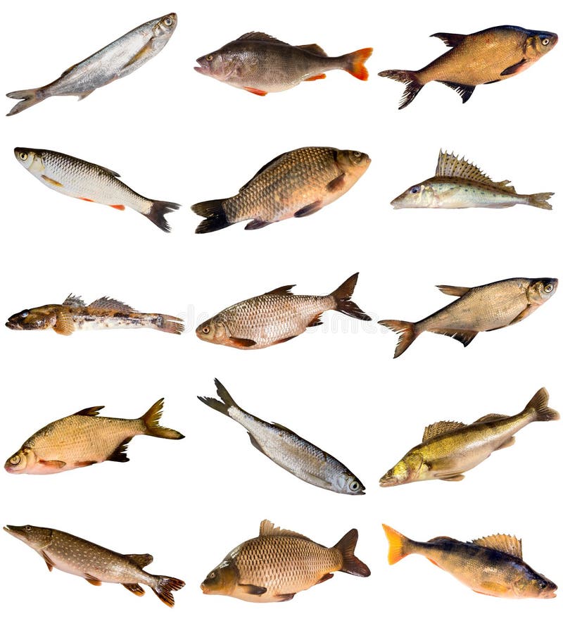 Collection of fish stock photo. Image of collection, coast - 11720050