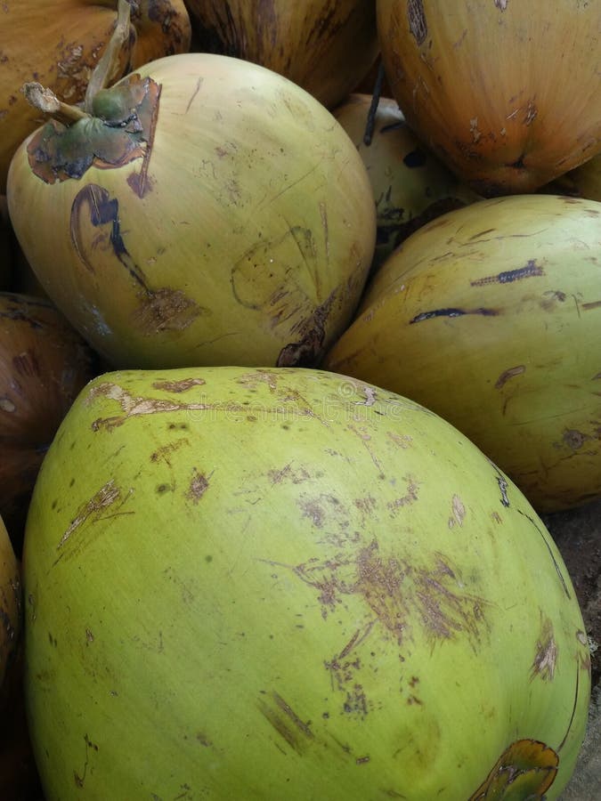 A Collection of Fresh Young Coconuts is a Unique Combination Stock ...