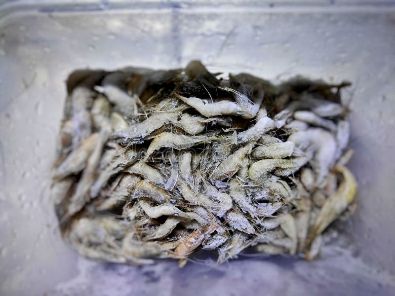 A Collection of Frozen Shrimp in a Plastic Container Stock Photo ...