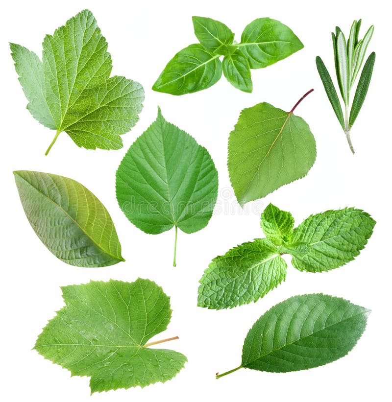 Collection of Garden Leaves Stock Image - Image of nature, closeup ...