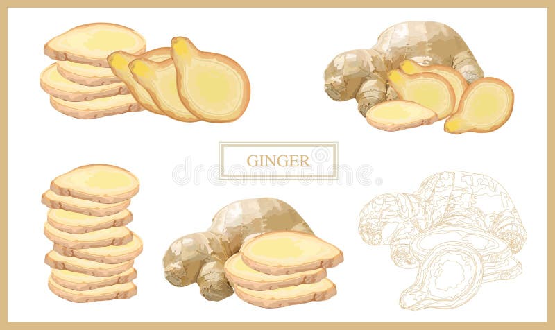 A Collection of Ginger Fruit Herb Vegetables. Stock Illustration ...