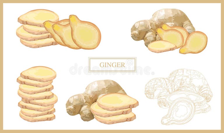 A Collection of Ginger Fruit Herb Vegetables. Stock Illustration ...