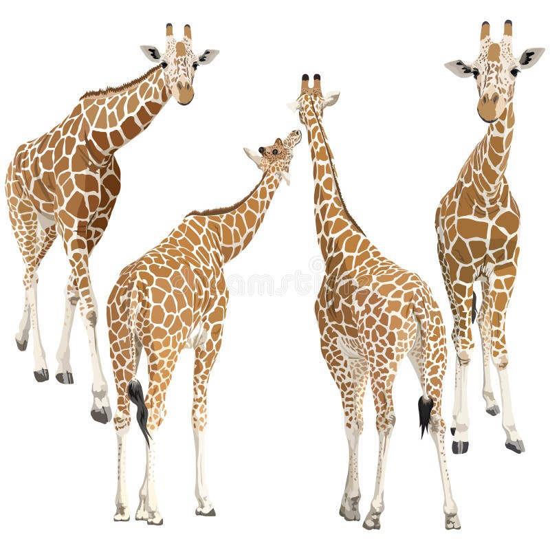 Collection of giraffes stock vector. Illustration of giraffe - 245578676