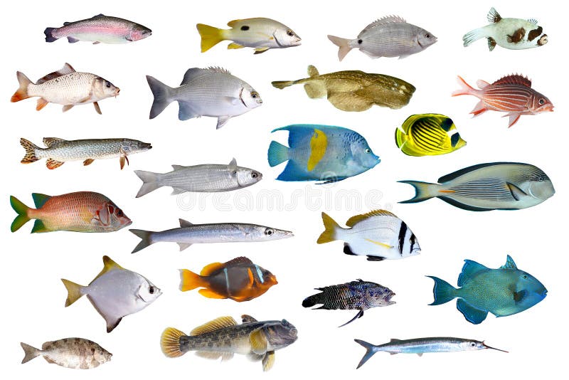 Collection Grande D'un Poisson Tropical Sur Un Blanc Image stock ...