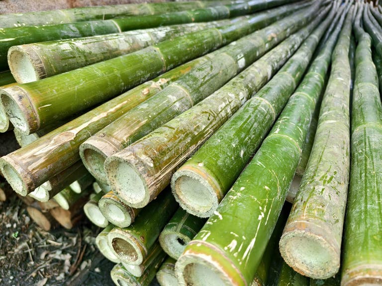 A Collection of Green Bamboo Rods Piled One on Top of Another in a ...
