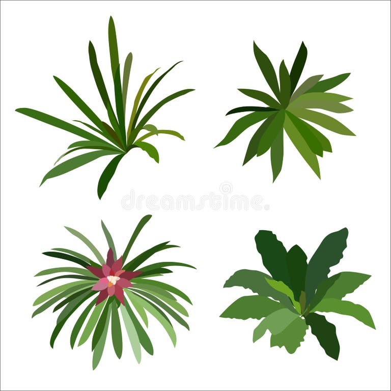 Bromeliad Vector Stock Illustrations – 488 Bromeliad Vector Stock ...