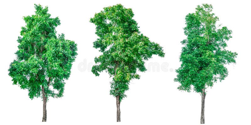 Collection of Green Trees Isolated on White Background. Stock Photo ...