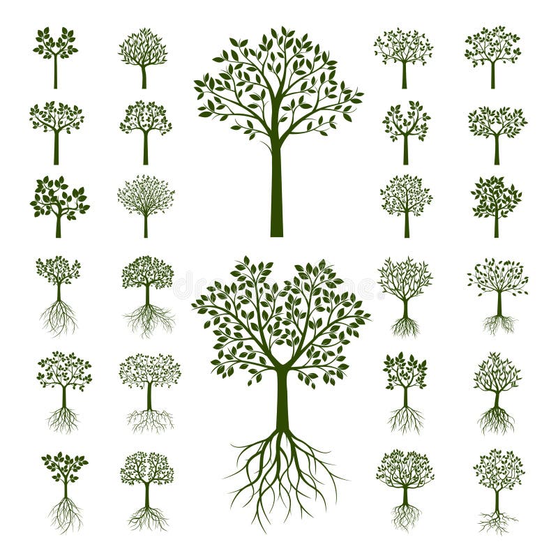 Collection of Green Trees and Roots. Vector Illustration. Stock ...