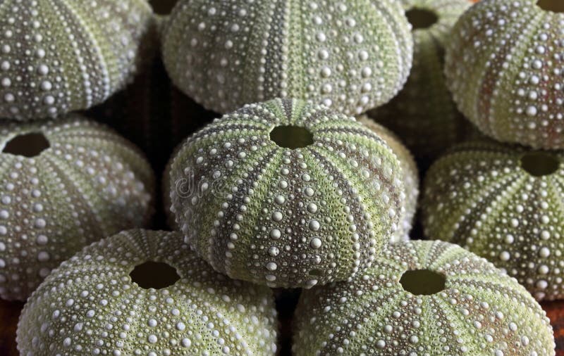A COLLECTION of GREEN URCHIN SHELLS Stock Photo - Image of arranged ...