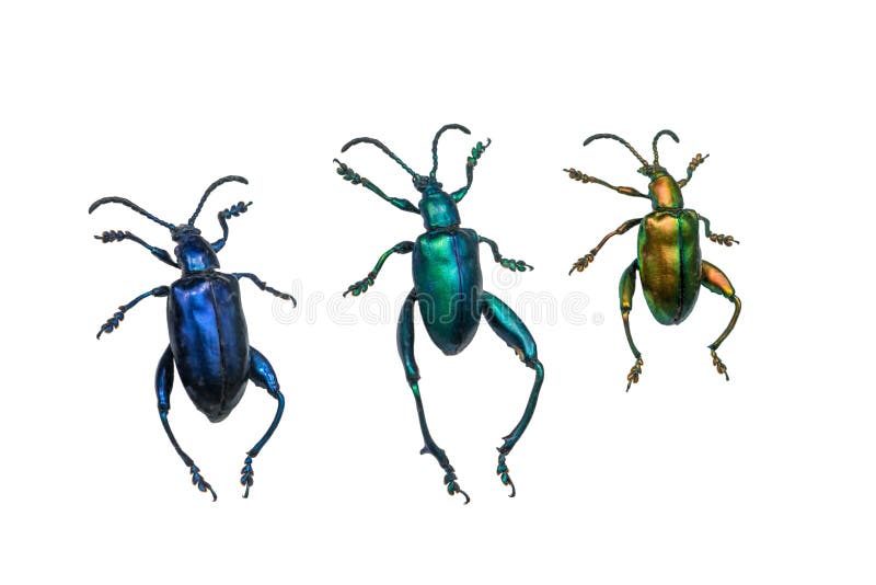 View Beetles Stock Illustrations – 218 View Beetles Stock Illustrations ...