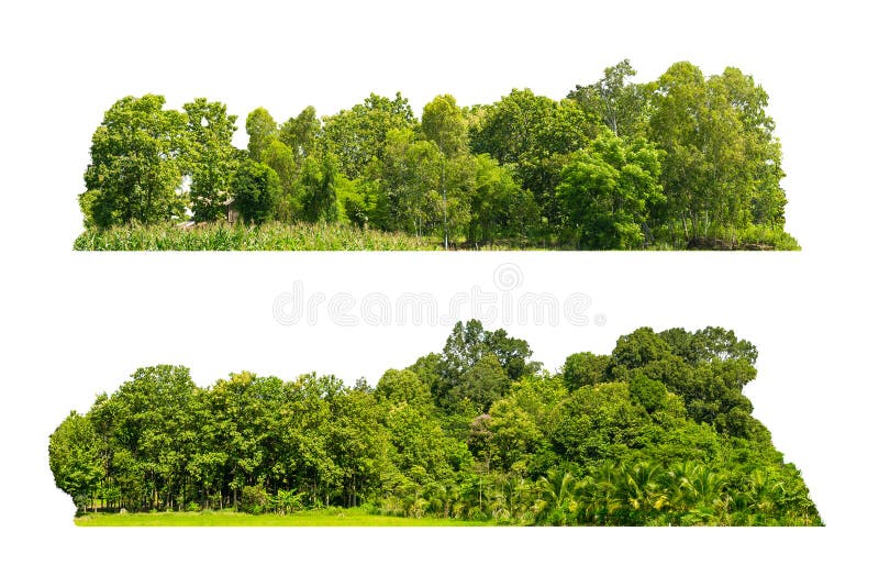Collection, Group Green Tree Isolate on White Background. Cutout Tree ...