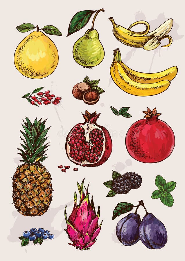 Collection of Hand Drawing Fruits Stock Vector - Illustration of mint ...