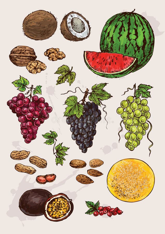 Collection of Hand Drawing Fruits Stock Vector - Illustration of vector ...