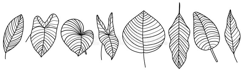 Collection of Hand-Drawn Decorative Leaves with Detailed Patterns and ...