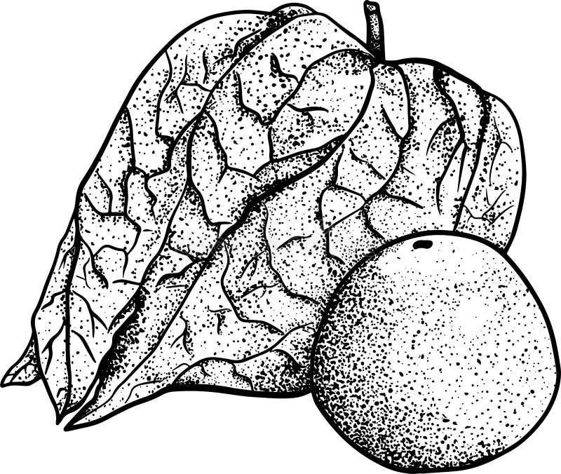 Collection of Hand Drawn Physalis, Plant and Fruit. Tomatillo. Vector ...