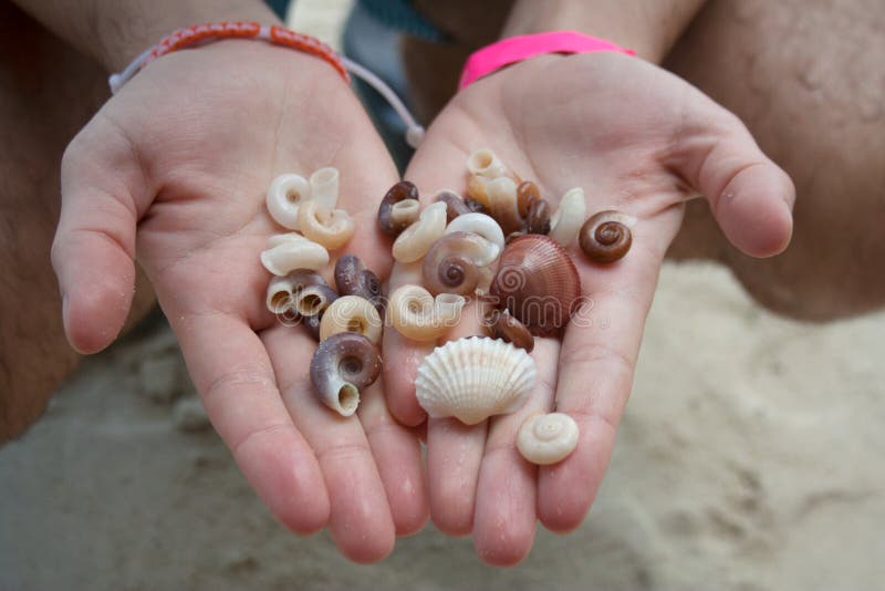 Collection of Handpicked Sea Shells in Man Hands Stock Photo - Image of ...