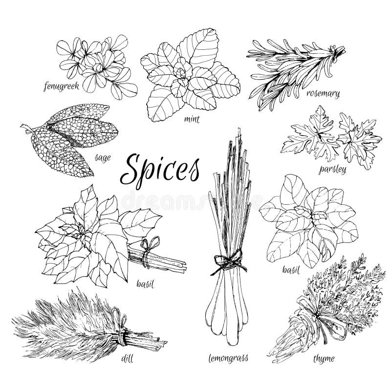 Herb Line Drawing