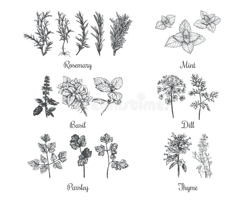 Collection of Herbs Vector Illustration. Set of Herbs Stock Vector ...