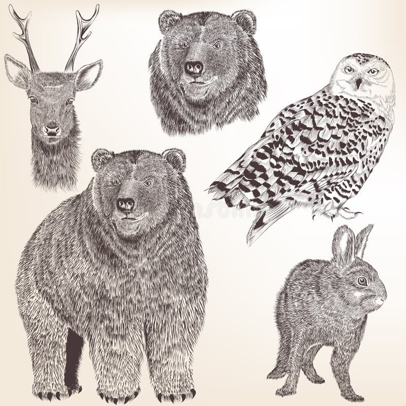 Collection of High Detailed Vector Animals for Design Stock Vector ...