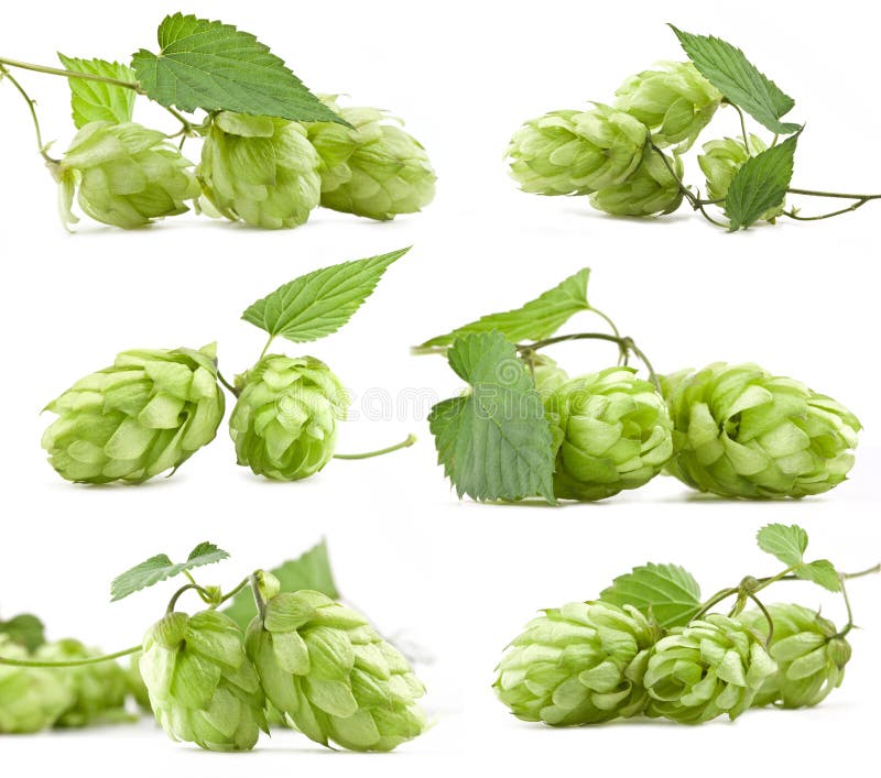 Collection of hops stock photo. Image of food, crop, brew - 23030500