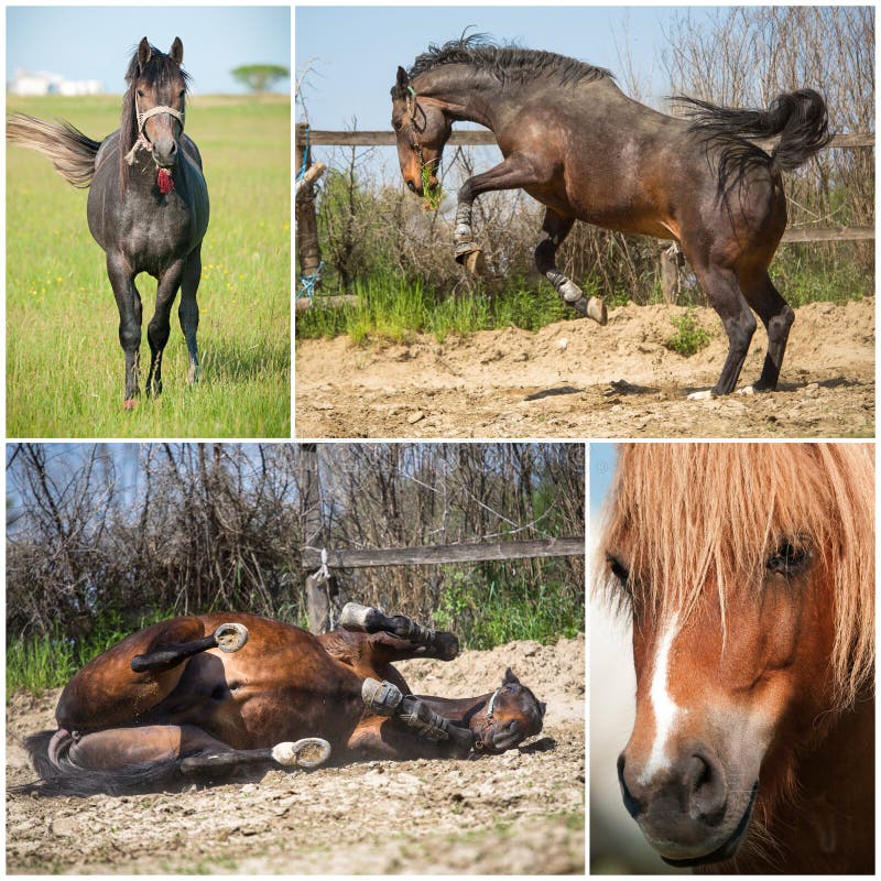 Collection of Horses Pictures Stock Photo - Image of green, themes ...