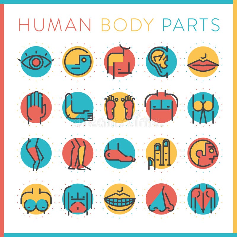 Collection of Human Body Parts. Vector Illustration Decorative Design ...