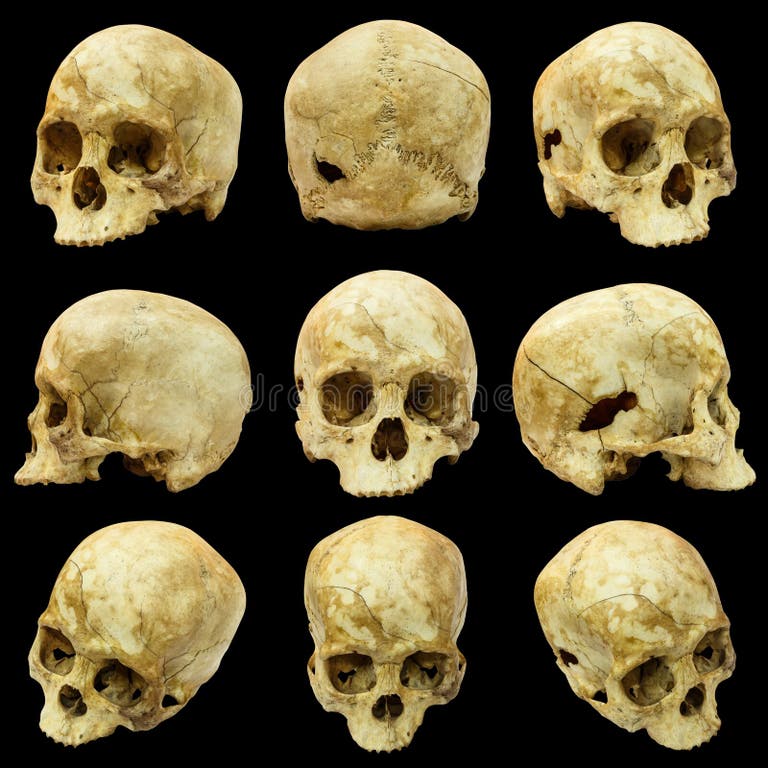Collection of human skull stock image. Image of halloween - 46038935