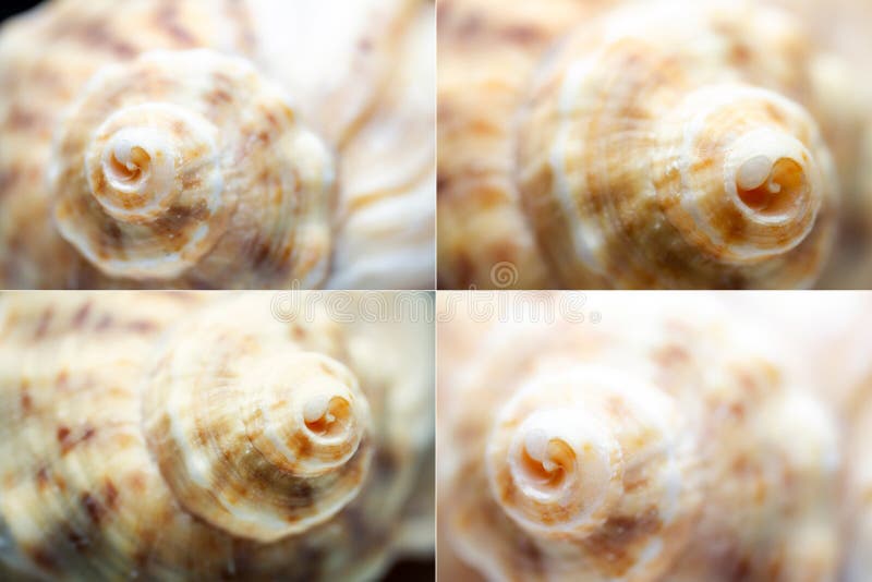 Collection of Images with Close Ups of Sea Shell Stock Image - Image of ...