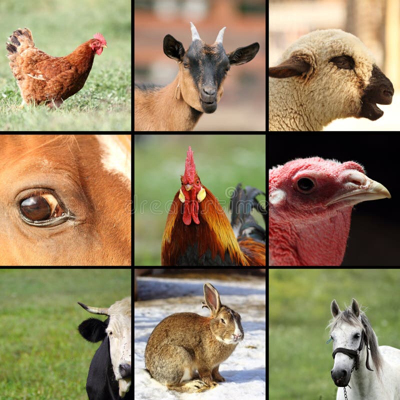364 Farm Animals Collage Stock Photos - Free & Royalty-Free Stock ...