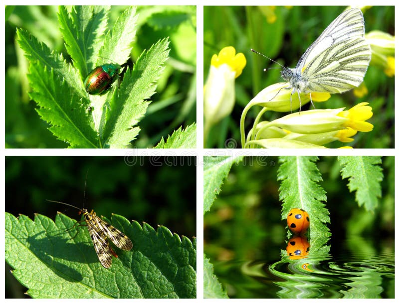 Collection insects stock image. Image of butterfly, close - 11650595